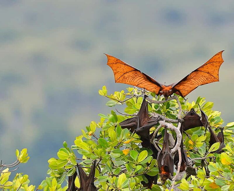 Sunset Trip: Kelor  Manjarite  Kalong Sunset - Summing Up