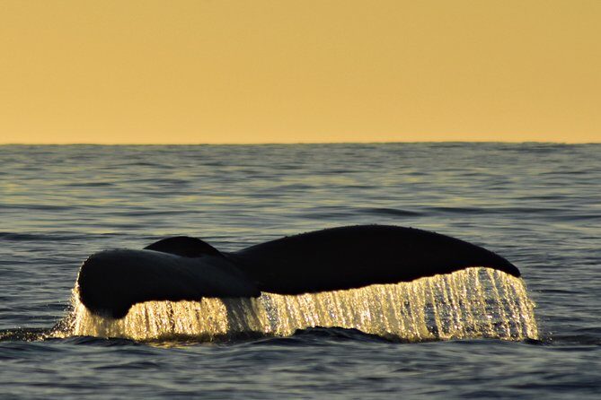 Sunset Whale Cruise in Cabo San Lucas - A Close Look at the Sunset Whale Cruise