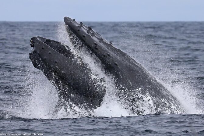 Sunset Whale Watch Tour in Monterey - Final Thoughts