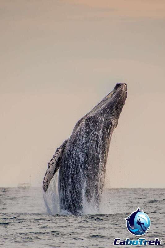 Sunset Whale Watching Cruise in Cabo San Lucas - An Authentic Sunset and Whale Encounter in Cabo