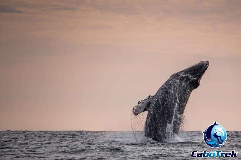 Sunset Whale Watching Cruise in Cabo San Lucas - FAQ