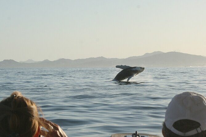 Sunset Whale Watching in San Jose del Cabo - Final Thoughts