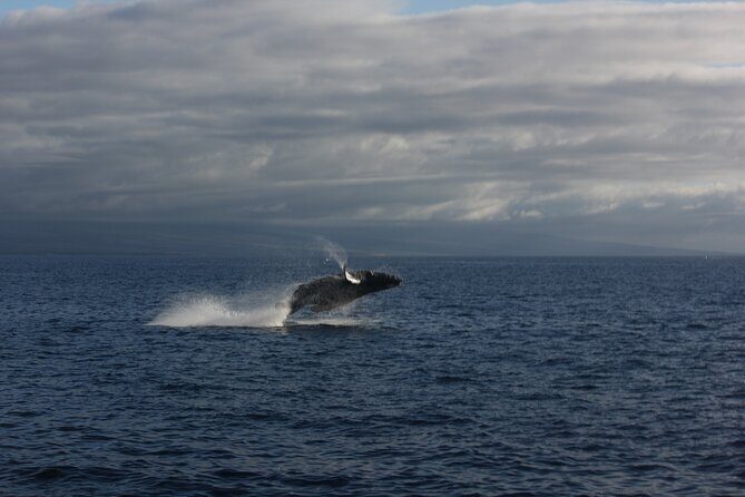 Sunset Whale Watching Shared Activity - Authentic Guest Feedback
