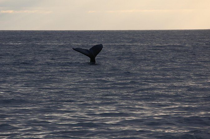 Sunset Whale Watching Shared Activity - The Sum Up: Who Will Love This Tour?