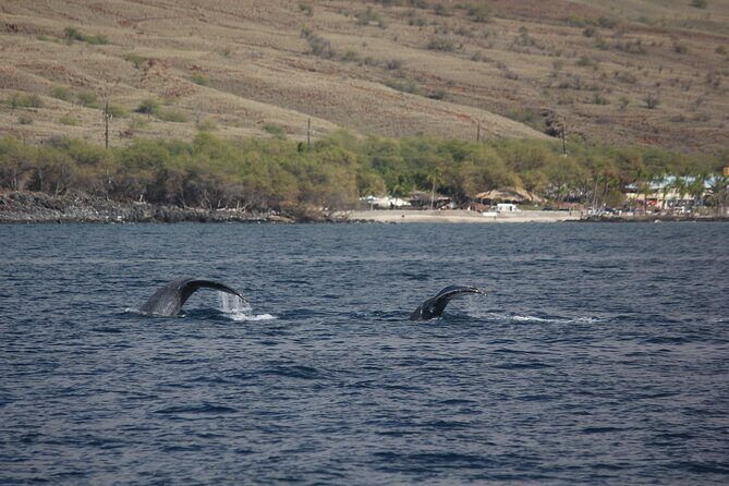 Sunset Whale Watching Shared Activity - FAQ