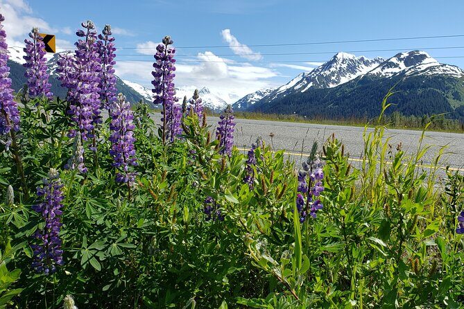 Sunset Wilderness Wildlife and Glacier Experience - Introduction: What to Expect from the Sunset Wilderness Wildlife and Glacier Experience