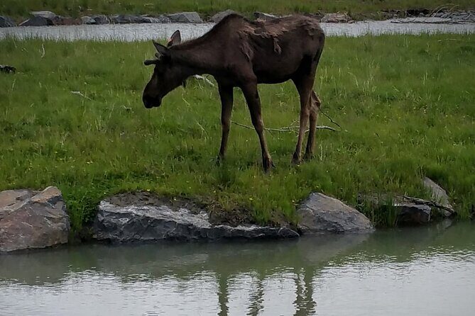 Sunset Wilderness Wildlife and Glacier Experience - Frequently Asked Questions