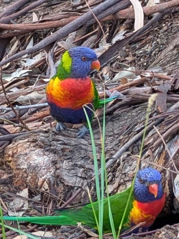 Sunshine Coast: Private Customizable Day Tour - FAQ