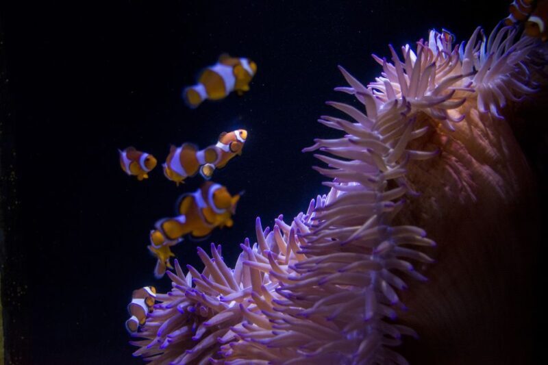 Sunshine Coast: SEA LIFE Sunshine Coast Entry Ticket - An Honest Look at the Experience
