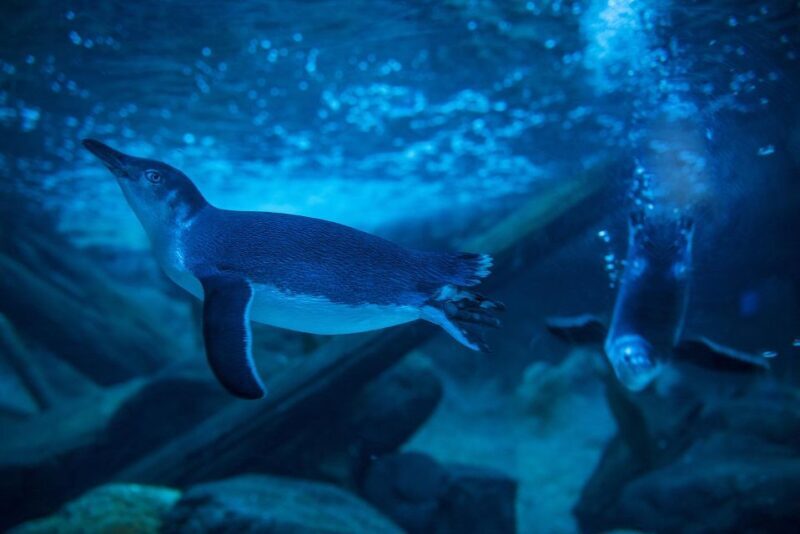 Sunshine Coast: SEA LIFE Sunshine Coast Entry Ticket - FAQ