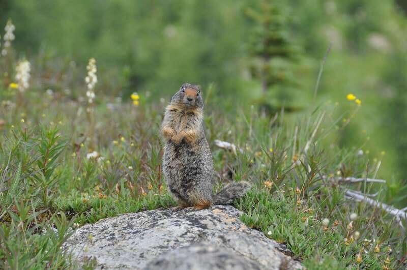 Sunshine Meadows Daily Guided Hike with Gondola - Frequently Asked Questions