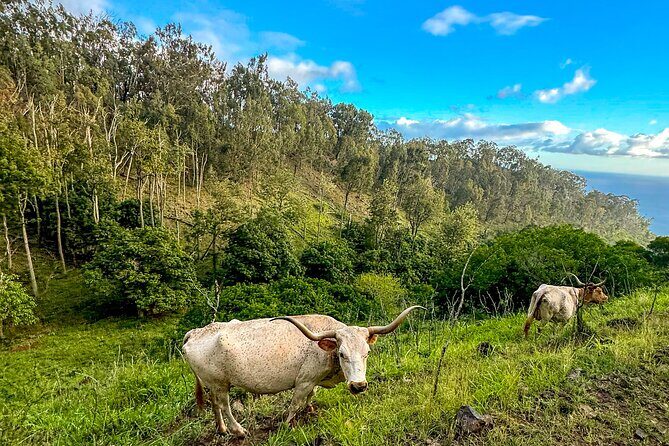 Sunshine Mountain Vista Horseback Trail Ride on Oahu - Key Points