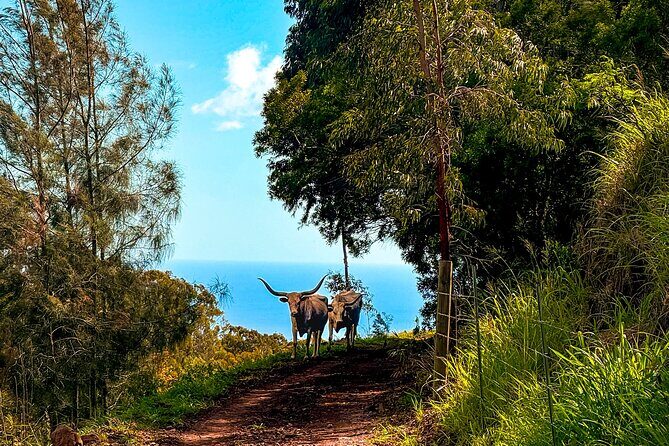 Sunshine Mountain Vista Horseback Trail Ride on Oahu - Practical Details: What You Need to Know