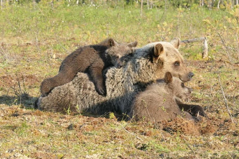 Suomussalmi, Finland: Bear Watching and photography night - Discovering the Finnish Forests: Bear Watching in Suomussalmi