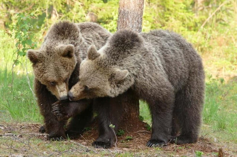 Suomussalmi, Finland: Bear Watching and photography night - Key Points