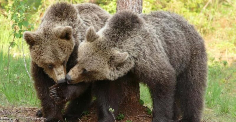 Suomussalmi, Finland: Bear Watching and photography night - Final Thoughts: The Value and Who Will Love It