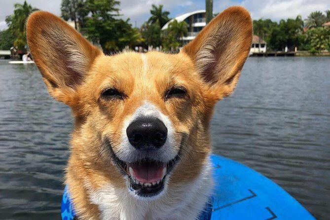 SUP PUP Paddleboard Tour - Value for Money and Practical Considerations