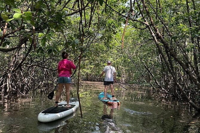 SUP Tour in Mangrove Forest of Koh Rong Sanloem - Exploring the Mangrove Forests of Koh Rong Sanloem by SUP: An Honest Review