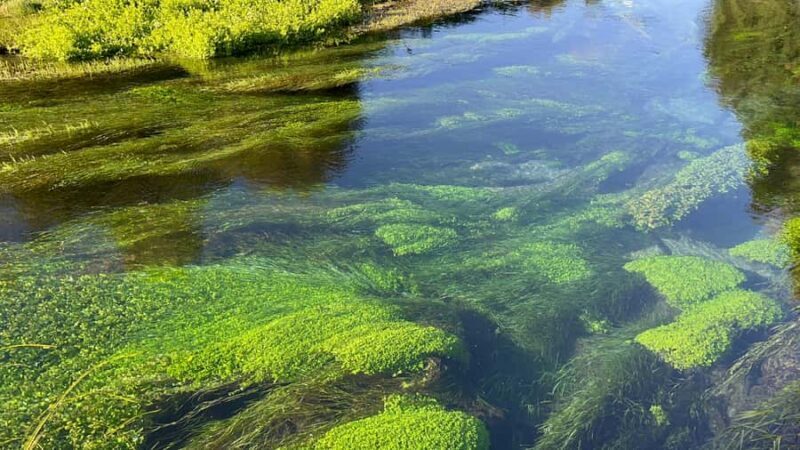 SUPER DEAL: Ruakuri Caves, Te Puia Rotorua & Blue Springs - Rotorua and Te Puia: Geysers, Mud Pools & Mori Culture