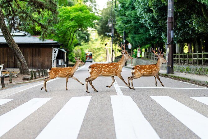 Super Express Nara & Kyoto Private 1-Day Tour from Tokyo - Key Points