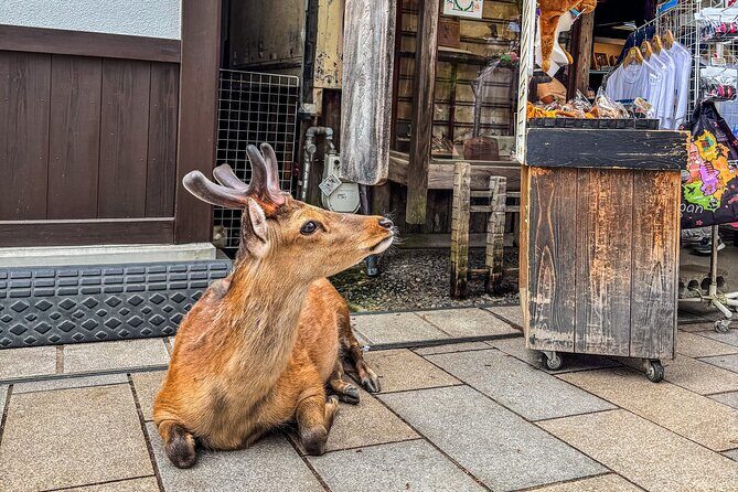 Super Express Nara & Kyoto Private 1-Day Tour from Tokyo - Final Thoughts: Is It Worth It?