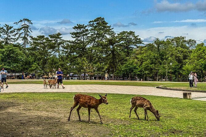 Super Express Nara & Kyoto Private 1-Day Tour from Tokyo - Final Words