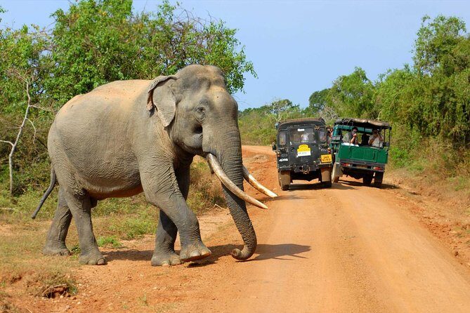 Super Luxury Jeep Safari at Yala National Park - The Sum Up