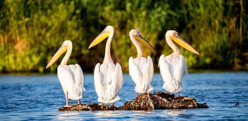 SUPER TOUR: Day Trip to Danube Delta - Key Points