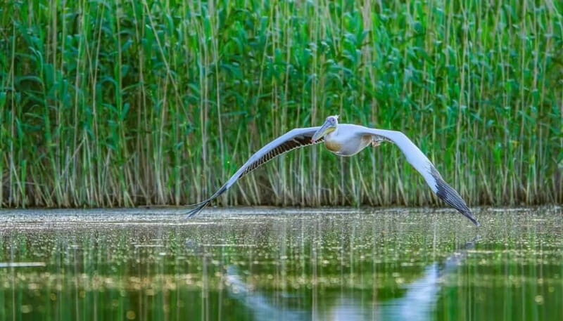SUPER TOUR: Day Trip to Danube Delta - Introduction: An Ideal Day-Trip for Nature Aficionados