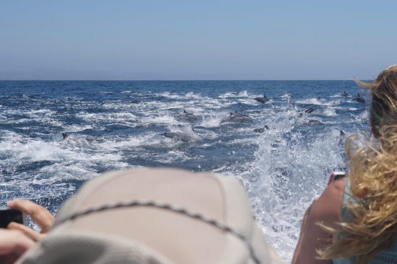 Superior 2hr Private Whale & Dolphin Watching Newport Beach - An In-Depth Review of the Newport Beach Whale Watching Experience