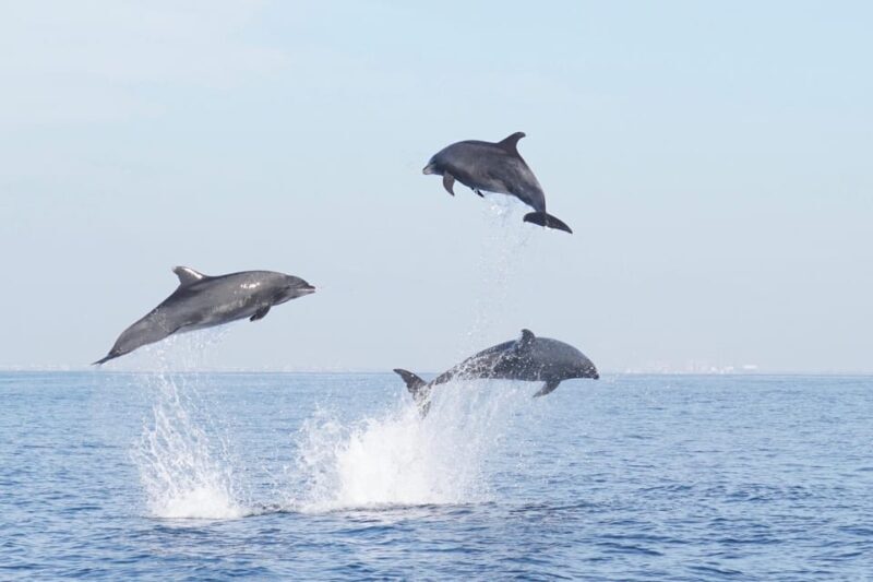 Superior 2hr Private Whale & Dolphin Watching Newport Beach - FAQs