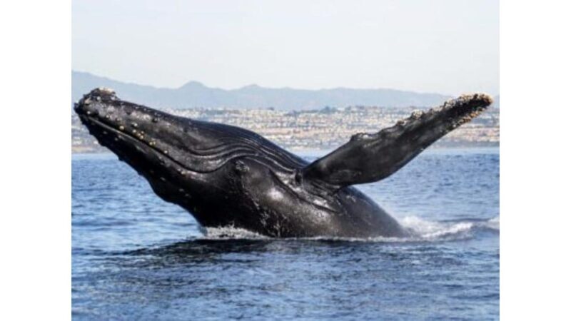 Superior 2hr Private Whale & Dolphin Watching Newport Beach - Final Thoughts