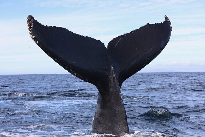 Supreme 2hr Whale/Dolphin Watching Newport Beach, 6 person max - Who Should Book This Tour?