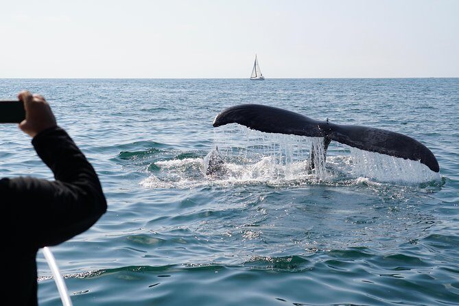 Supreme 2hr Whale/Dolphin Watching Newport Beach, 6 person max - FAQs