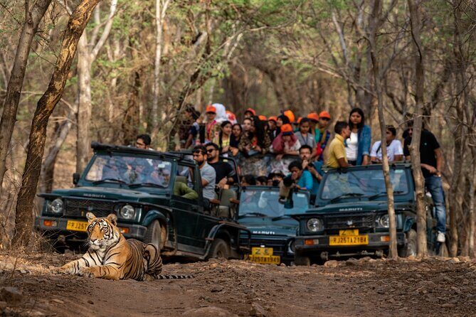 Sure Shot Tiger Viewing: Half-Day Panna National Park Jeep Safari - Key Points