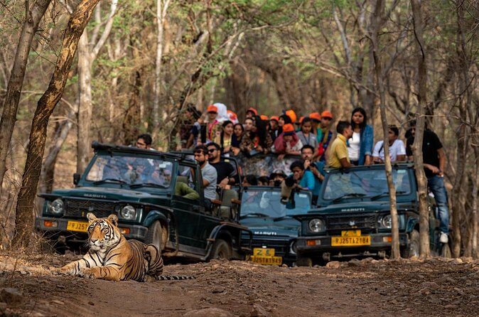 Sure Shot Tiger Viewing: Half-Day Panna National Park Jeep Safari - FAQ