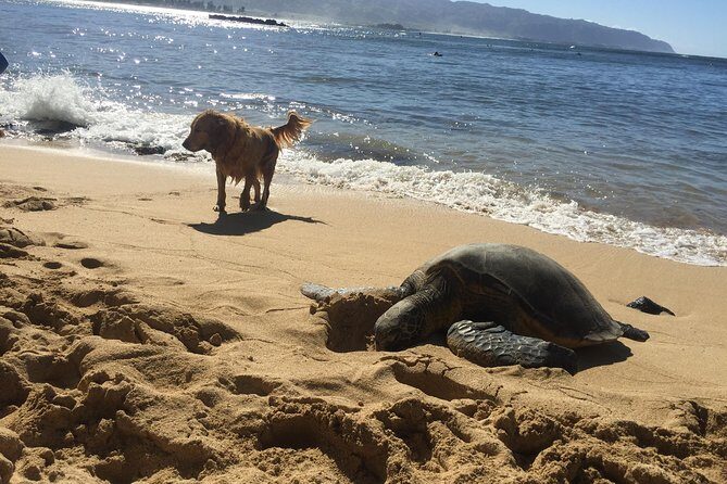 Surf Lessons on the North Shore of Oahu - The Itinerary: What to Expect Step-by-Step