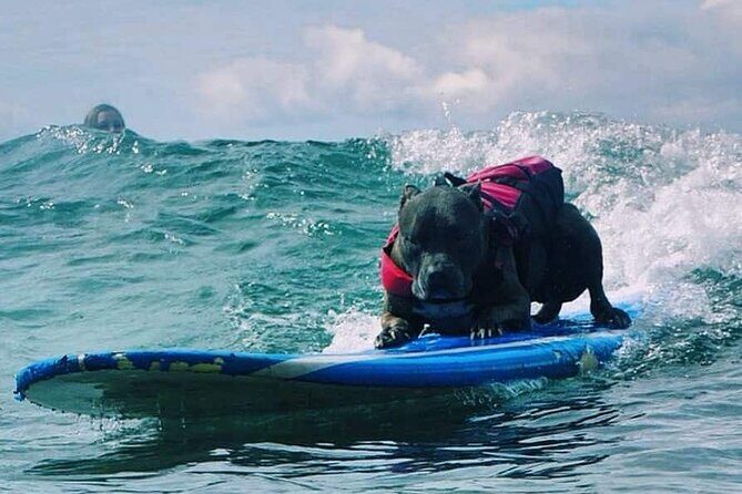 Surf with a Service Animal - The Sum Up