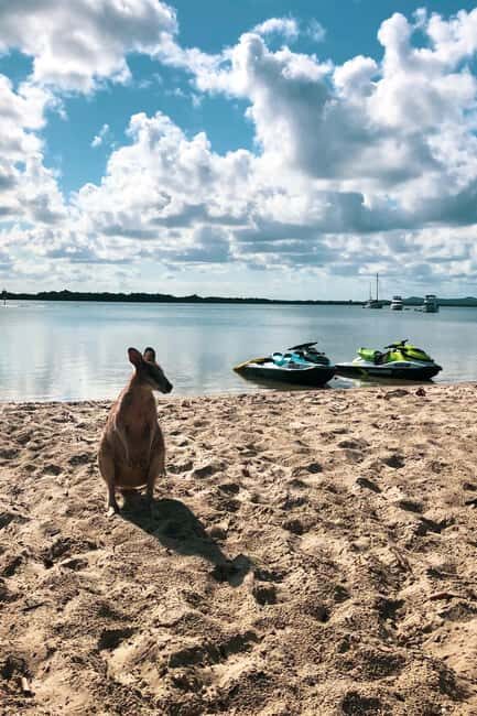 Surfers Paradise: 2 Hour Tropical Island Jet Ski Tour - Who Will Love This Tour?