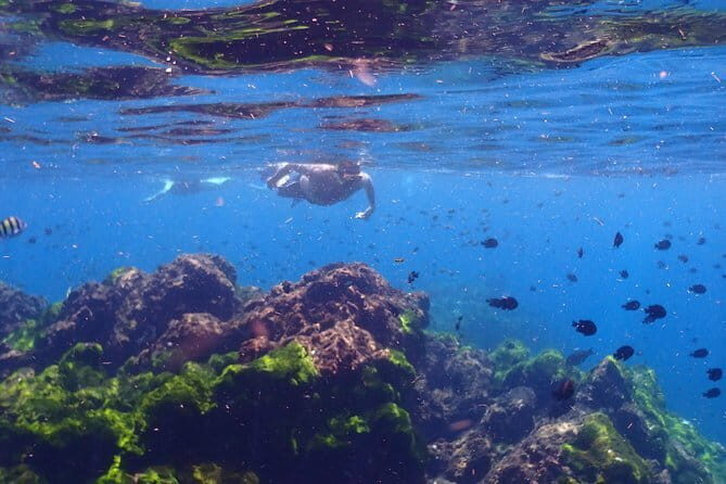 Surin Island Snorkeling by Speedboat from Khao Lak - The Itinerary in Detail