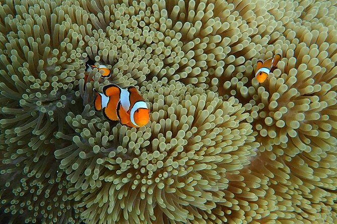Surin Islands 3 Days 2 Nights Trip from Phuket - The Sum Up: Who Will Love This Tour?