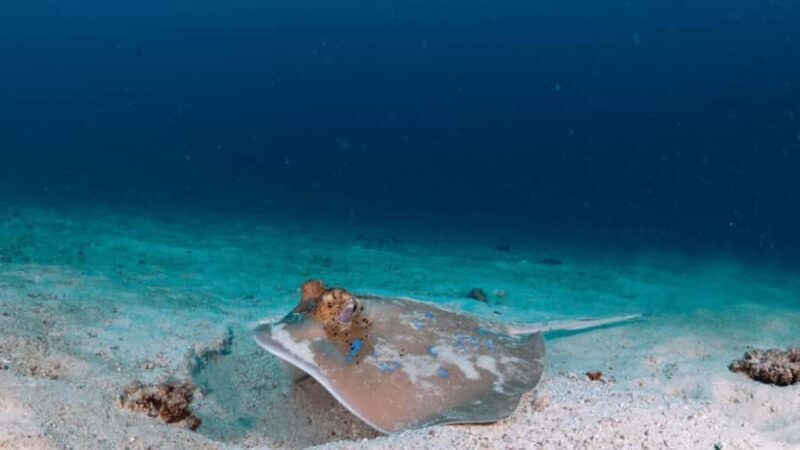 Surin Islands: Diving Day Trip from Khao Lak - Key Points