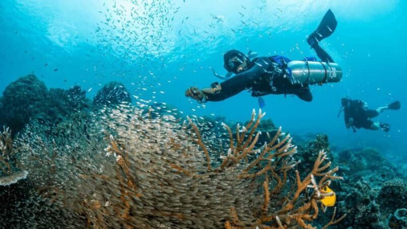 Surin Islands: Diving Day Trip from Khao Lak - The Diving Experience