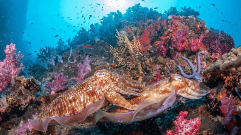 Surin Islands: Diving Day Trip from Khao Lak - Second Dive and Return Journey