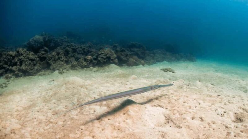 Surin Islands: Diving Day Trip from Khao Lak - What to Know Before You Book