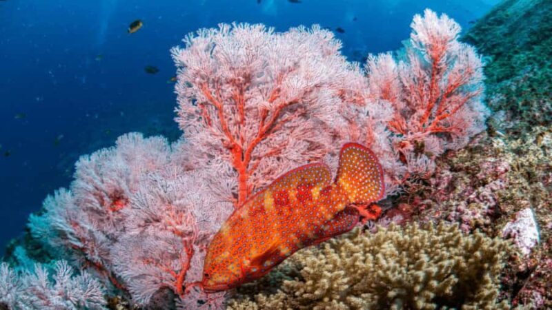 Surin Islands: Diving Day Trip from Khao Lak - Who Will Appreciate This Trip Most?
