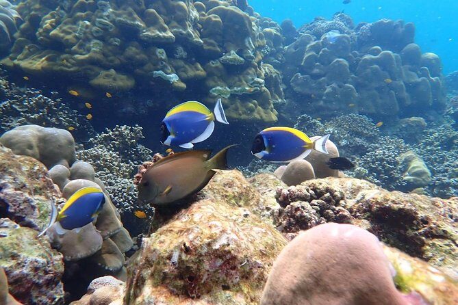 Surin Islands- Early Bird Snorkeltour from Khao Lak in English, French, German, Italian - Setting the Scene: What to Expect