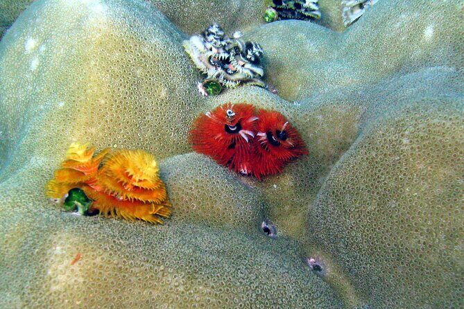 Surin Islands- Early Bird Snorkeltour from Khao Lak in English, French, German, Italian - FAQs