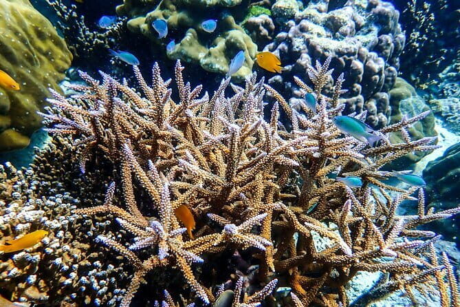 Surin Islands Overnight Beach Camping and Snorkeling Adventure - Discovering the Surin Islands: What the Tour Entails