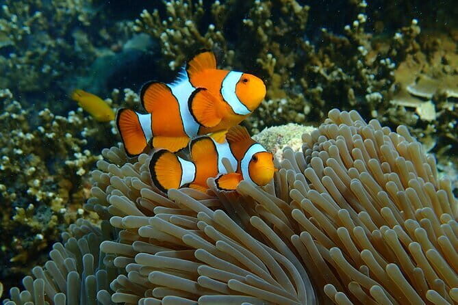 Surin Islands Tours by Speedboat - Practical Aspects of the Tour